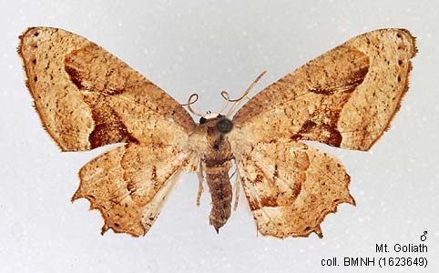 Papua Insects Foundation (Lepidoptera/Uraniidae/Epipleminae/Phazaca ...